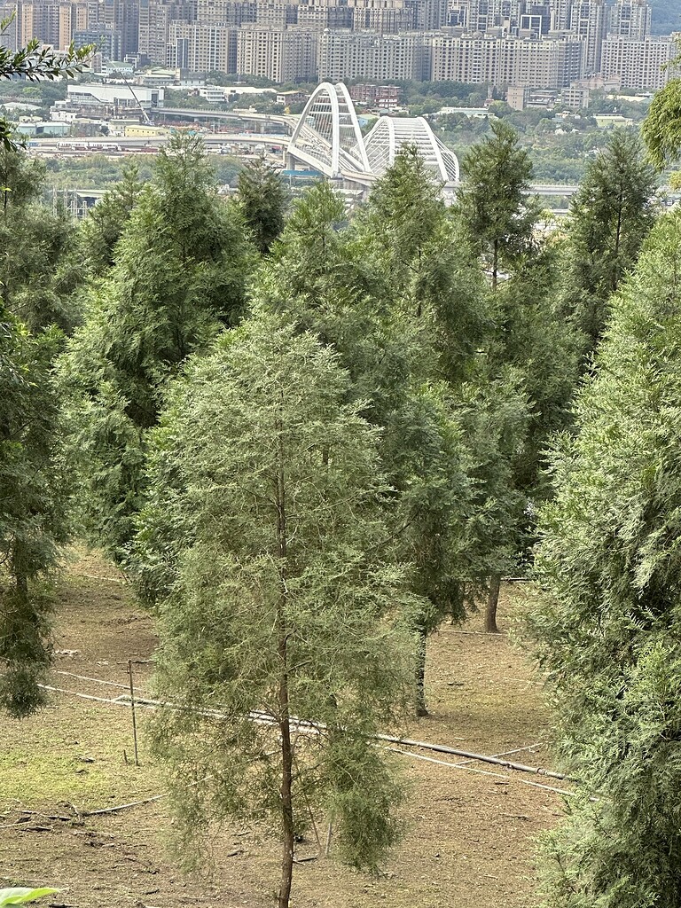 Trees of Taiwan - Science & Nature - Forumosa