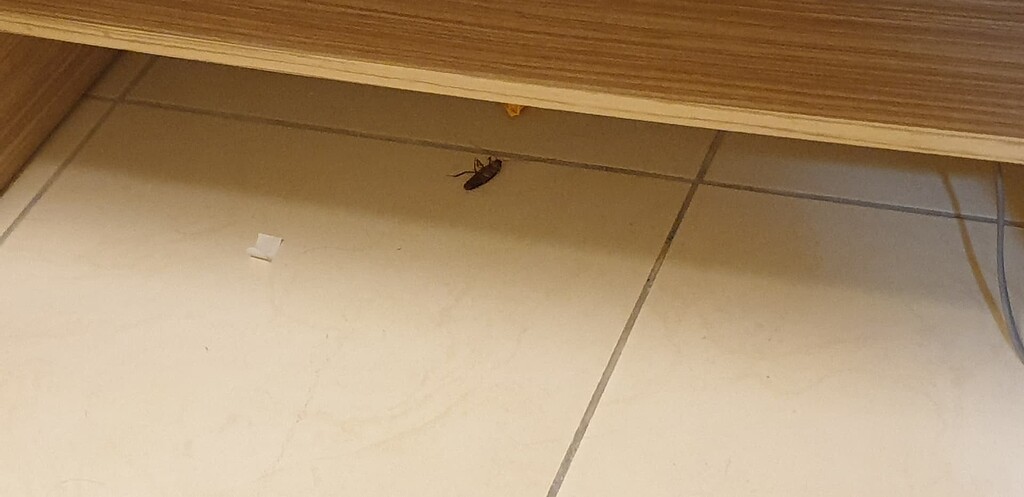 How can this cockroach be found dead here? (Warning: Dead cockroach ...