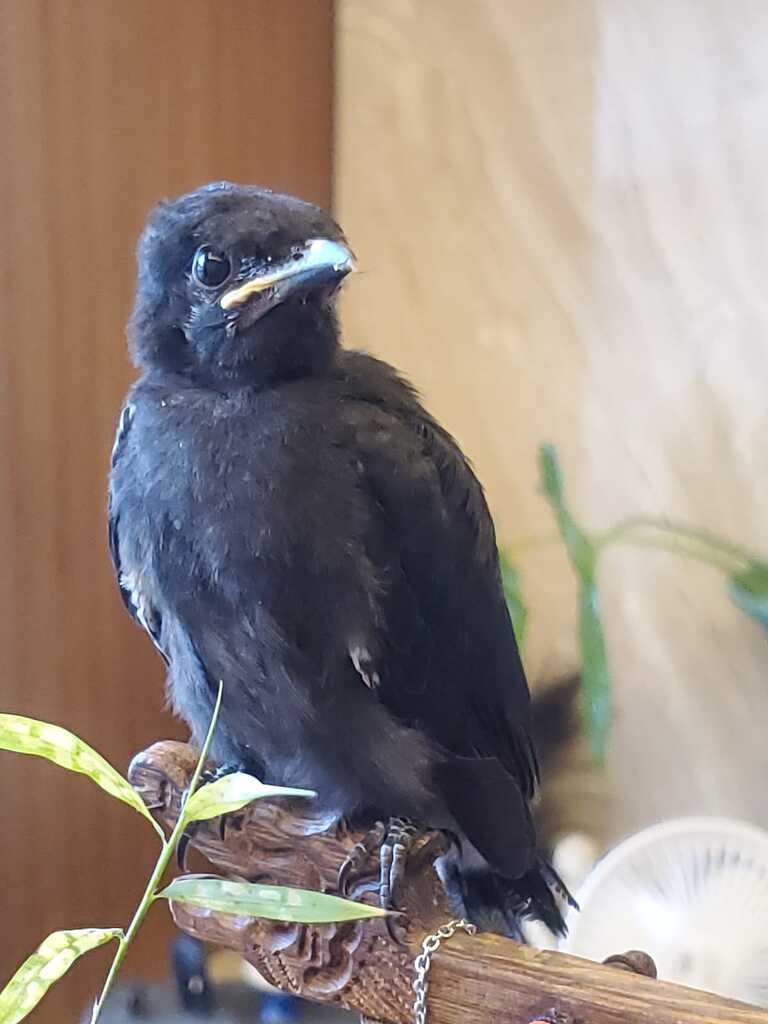 Little Black Drongo - Pets & Domestic Animals - Forumosa