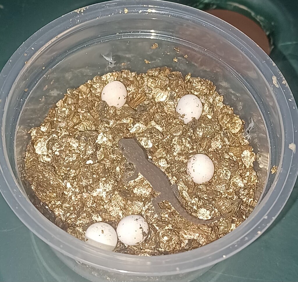 Geckos of Taiwan - Science & Nature - Forumosa